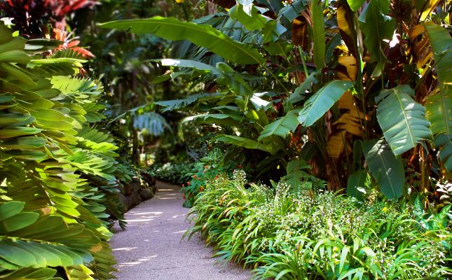 Rainforest Garden Tropical Landscape