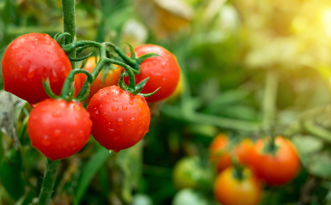Growing tomatoes in Australia | Oneflare